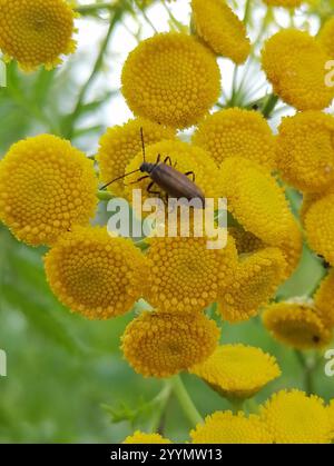 Rough-haired Lagria Beetle (Lagria hirta Stock Photo - Alamy
