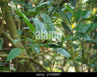 figwood (Ficus virgata Stock Photo - Alamy