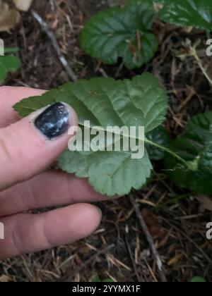 snow dwarf bramble (Rubus nivalis Stock Photo - Alamy