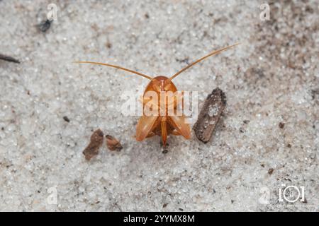 Eastern Ant Cricket (Myrmecophilus pergandei) living in ant nest ...