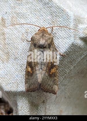 Ear Moth (Amphipoea oculea Stock Photo - Alamy