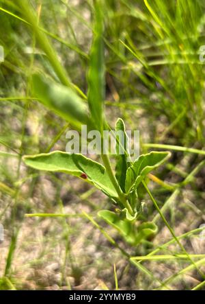 White Four o'Clock (Mirabilis albida Stock Photo - Alamy