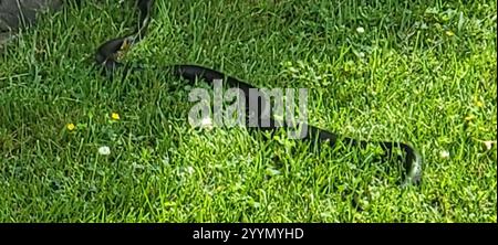 Colubrid Snakes (Colubridae Stock Photo - Alamy