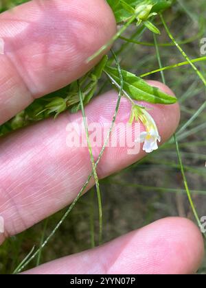 clammy hedge-hyssop (Gratiola neglecta Stock Photo - Alamy