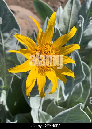woolly mule's ears (Wyethia mollis Stock Photo - Alamy