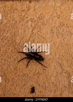 Western Parson Spider (Herpyllus propinquus Stock Photo - Alamy