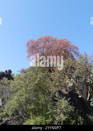 Kirkia (Kirkia acuminata Stock Photo - Alamy