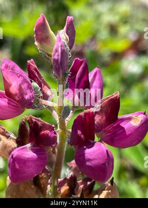 Lupine Aphid (Macrosiphum albifrons Stock Photo - Alamy