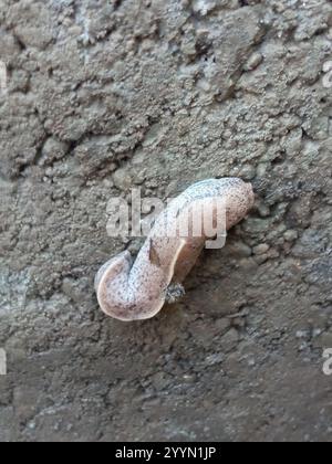 Spotted Keeled Slug (Tandonia rustica Stock Photo - Alamy