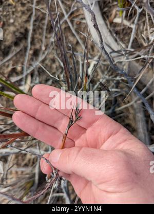 variable sword-sedge (Lepidosperma laterale), Plantae, Burbank ...