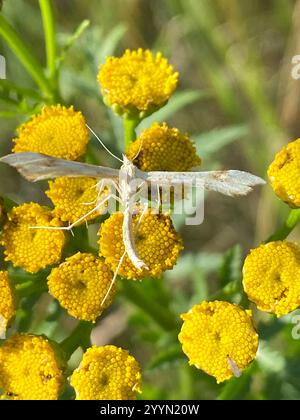 Yarrow Plume Moth (Gillmeria pallidactyla Stock Photo - Alamy