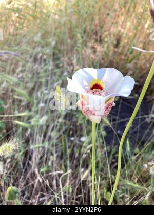 Superb Mariposa Lily (Calochortus superbus Stock Photo - Alamy
