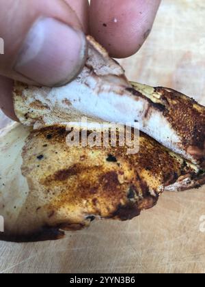 Oak polypore (Fomitopsis pulvina Stock Photo - Alamy