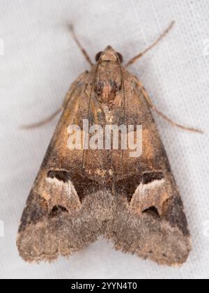 Perplexing Arches (Drasteria perplexa Stock Photo - Alamy