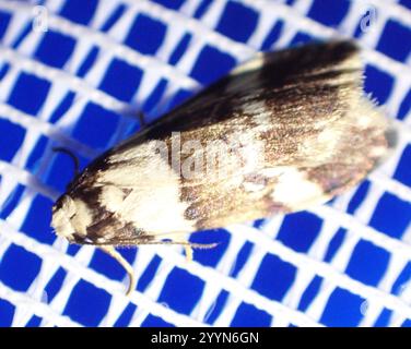 Bird Dropping Lichen Moth (Halone sejuncta Stock Photo - Alamy