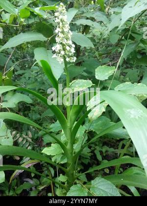 palmita (Xiphidium caeruleum Stock Photo - Alamy