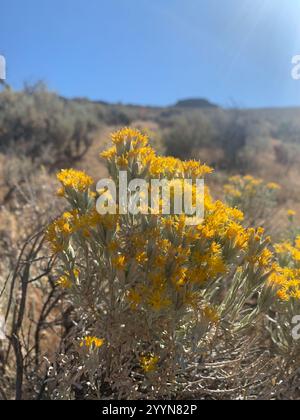 Spineless Horsebrush (Tetradymia canescens Stock Photo - Alamy