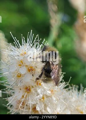 (Bombus flavidus flavidus Stock Photo - Alamy