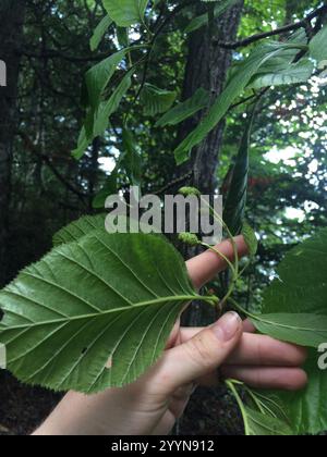mountain alder (Alnus alnobetula crispa Stock Photo - Alamy