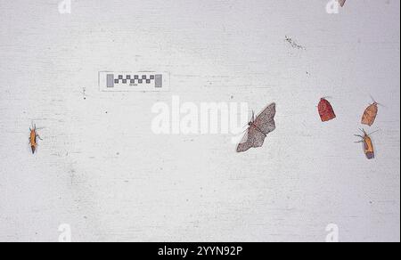 Pictured Lichen Moth (Cisthene picta Stock Photo - Alamy