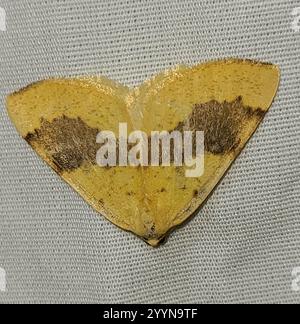 Sulphur Moth (Hesperumia sulphuraria Stock Photo - Alamy