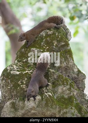 Taiwan Squirrel (Callosciurus erythraeus thaiwanensis), Mammalia, 235 ...