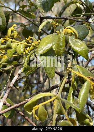 golden mistletoe (Notothixos subaureus Stock Photo - Alamy