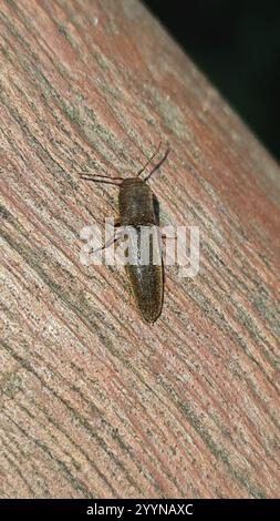 False Click Beetles (Eucnemidae Stock Photo - Alamy