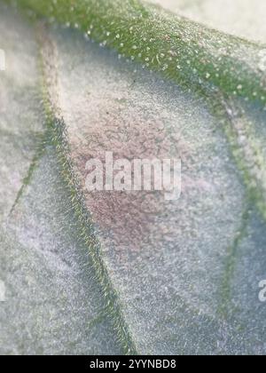 Tomato Leaf Mold (Fulvia fulva Stock Photo - Alamy