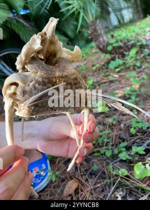 Sailfin Catfishes (Pterygoplichthys Stock Photo - Alamy
