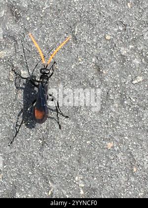Eastern Tawny-horned Spider Wasp (Entypus unifasciatus Stock Photo - Alamy