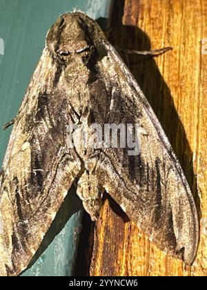 Elm Sphinx (Ceratomia amyntor Stock Photo - Alamy