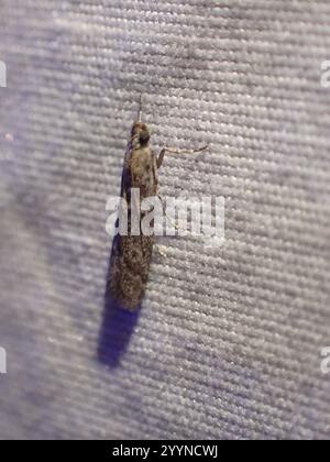 Dusky Raisin Moth (Ephestiodes gilvescentella Stock Photo - Alamy