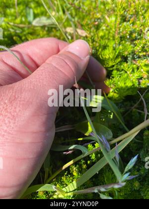 Slender Hawkweed (Hieracium triste Stock Photo - Alamy