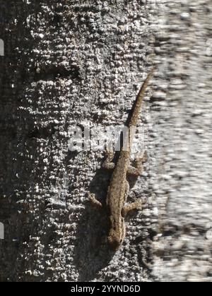 Common Dwarf Gecko (Lygodactylus capensis Stock Photo - Alamy