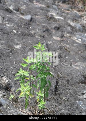 Common Bluebeard (Caryopteris incana Stock Photo - Alamy