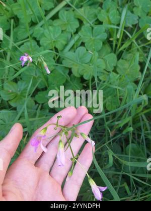 Largeflower pink-sorrel (Oxalis debilis Stock Photo - Alamy