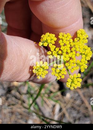 Alpine False Springparsley (Cymopterus lemmonii) Plantae Stock Photo ...