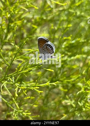 Western Pygmy-Blue (Brephidium exilis) Heron's Head Stock Photo - Alamy