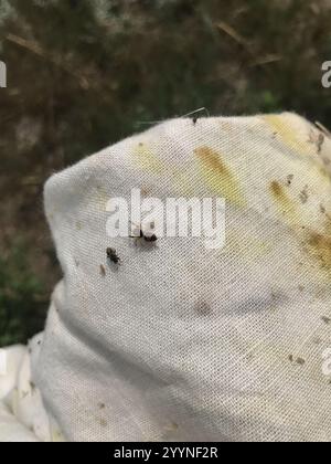 Apache Jumping Spider (Phidippus apacheanus) Arachnida Stock Photo - Alamy