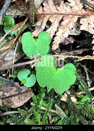 (Corybas trilobus aggregate Stock Photo - Alamy