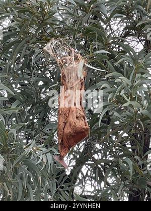 Bag-shelter Moth (Ochrogaster lunifer Stock Photo - Alamy