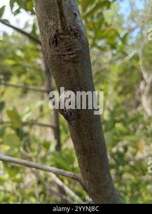 Mangrove Periwinkle (Littoraria angulifera Stock Photo - Alamy