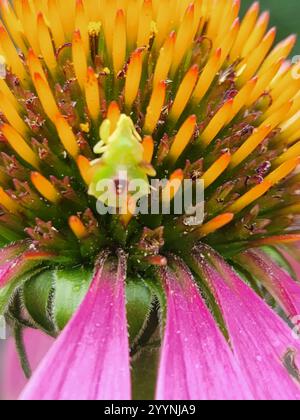Jagged Ambush Bugs (Phymata Stock Photo - Alamy