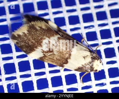 Bird Dropping Lichen Moth (Halone sejuncta Stock Photo - Alamy