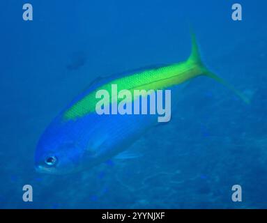 Yellowtail False Fusilier (Paracaesio xanthurus Stock Photo - Alamy