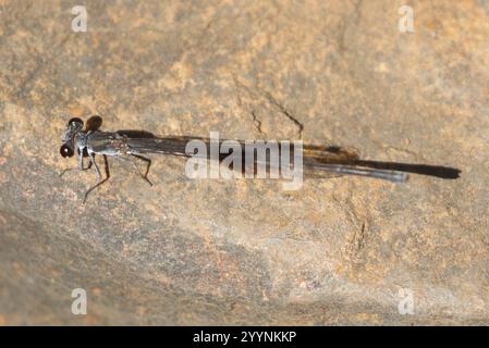 Spot-winged Threadtail (Nososticta kalumburu Stock Photo - Alamy