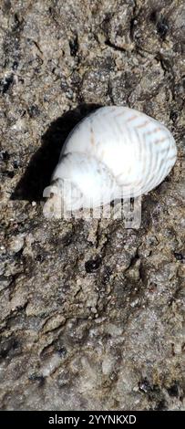 Zebra Periwinkle (Echinolittorina ziczac Stock Photo - Alamy