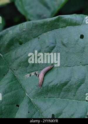 Milky Slug (Deroceras reticulatum Stock Photo - Alamy