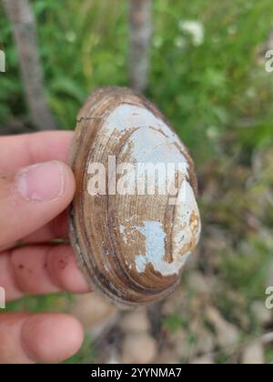 Giant Floater (Pyganodon grandis Stock Photo - Alamy